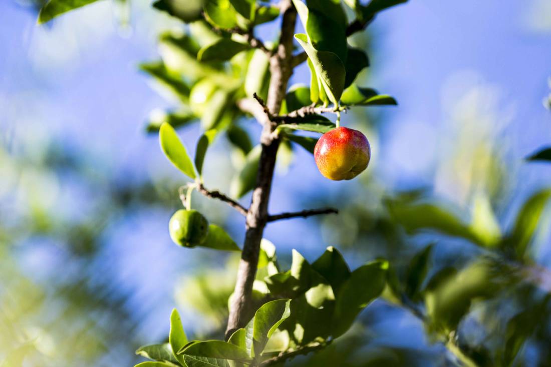 NUTRIPLANT AG PLANT GROWTH ENHANCER